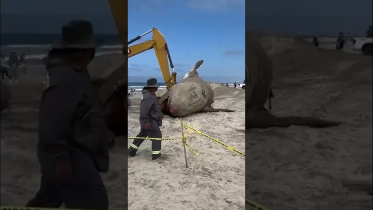 Sepulta a ballena muerta varada en Tijuana (video) – New Jetpack Site